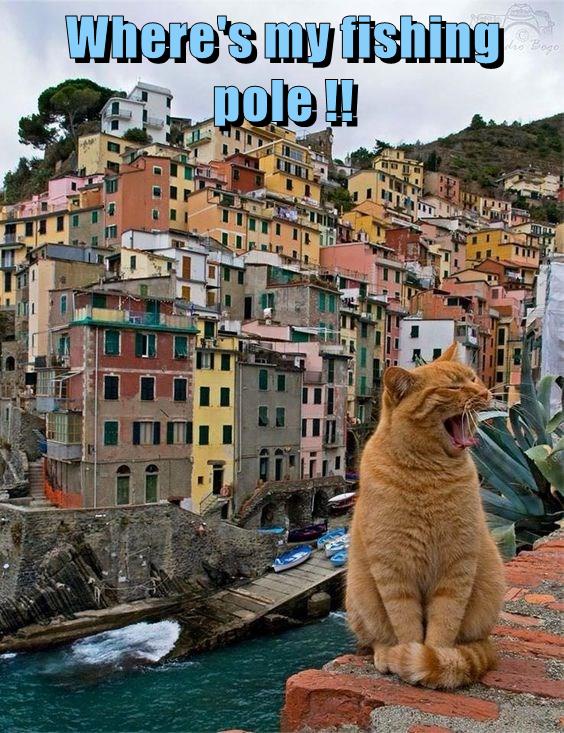 Where's my fishing pole - Lolcats - lol | cat memes | funny cats ...