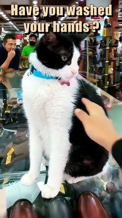 Ew - Lolcats - lol | cat memes | funny cats | funny cat pictures with ...