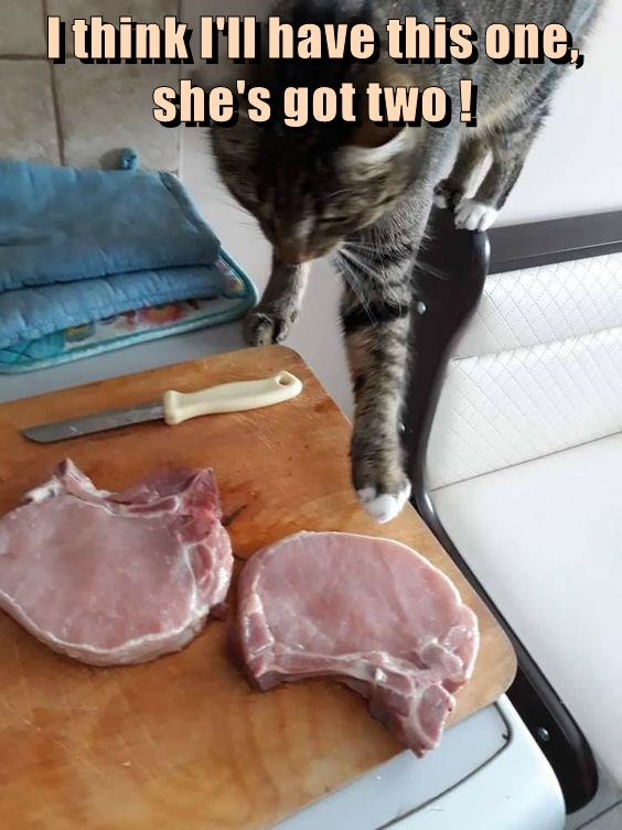 She's got two! - Lolcats - lol | cat memes | funny cats | funny cat ...