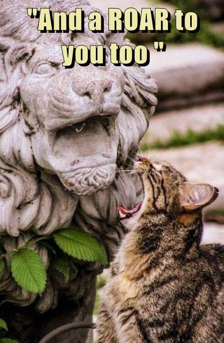 Right back atcha - Lolcats - lol | cat memes | funny cats | funny cat ...