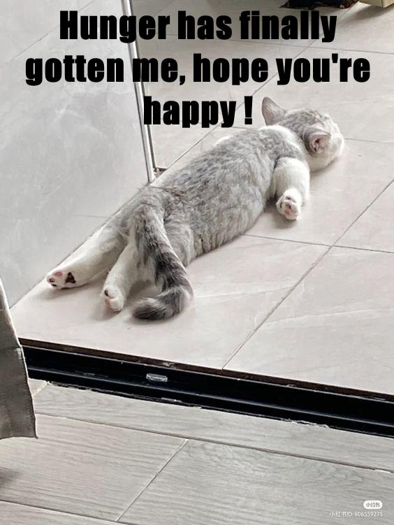 Hope you're happy ! - Lolcats - lol | cat memes | funny cats | funny ...