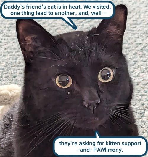 Unfixed cat in a fix - Lolcats - lol | cat memes | funny cats | funny ...