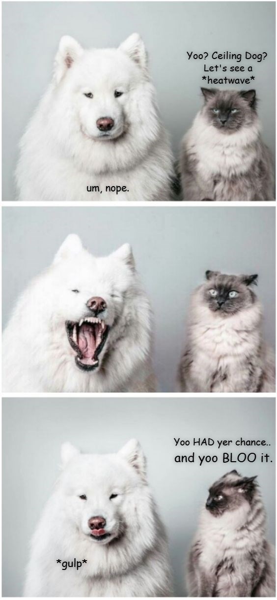 I was born THIS way - Lolcats - lol | cat memes | funny cats | funny ...