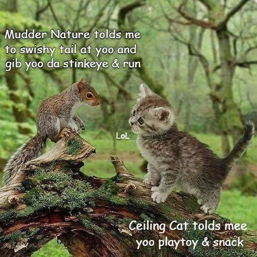 Comparing notes fur peace deal - Lolcats - lol | cat memes | funny cats ...