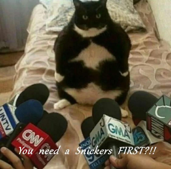 First!? - Lolcats - lol | cat memes | funny cats | funny cat pictures ...