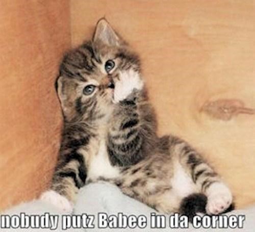 An old favorite - Lolcats - lol | cat memes | funny cats | funny cat ...