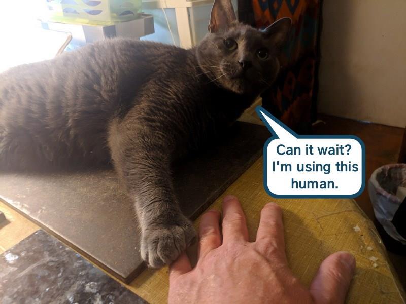 Take a number - Lolcats - lol | cat memes | funny cats | funny cat ...