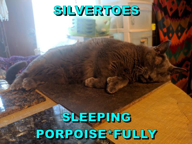 Silvertoes - Lolcats - lol | cat memes | funny cats | funny cat ...