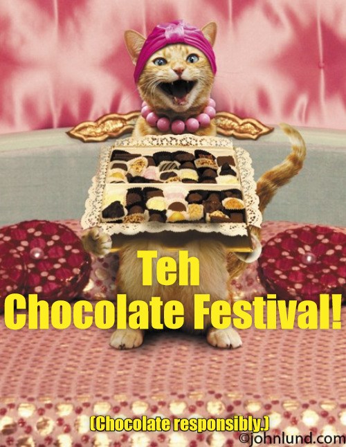 Festival Season - Lolcats - lol | cat memes | funny cats | funny cat ...