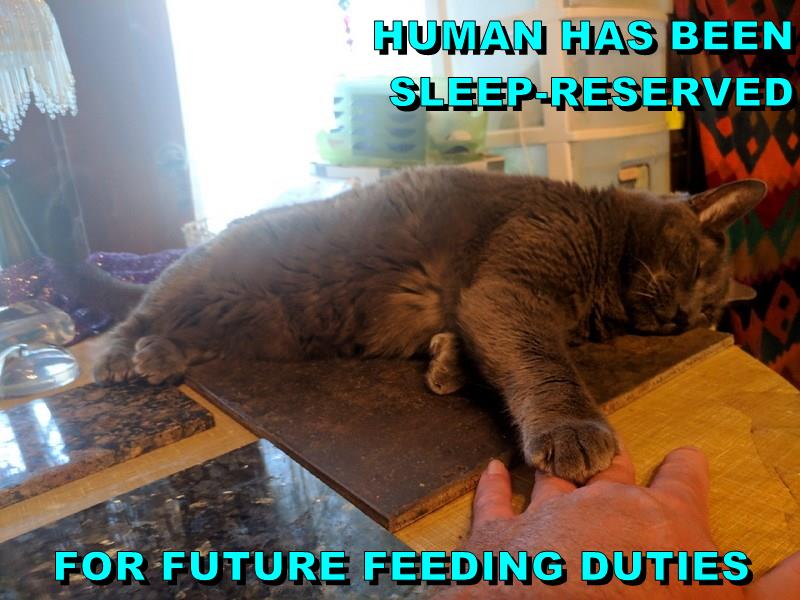 Sleep-reserved - Lolcats - lol | cat memes | funny cats | funny cat ...