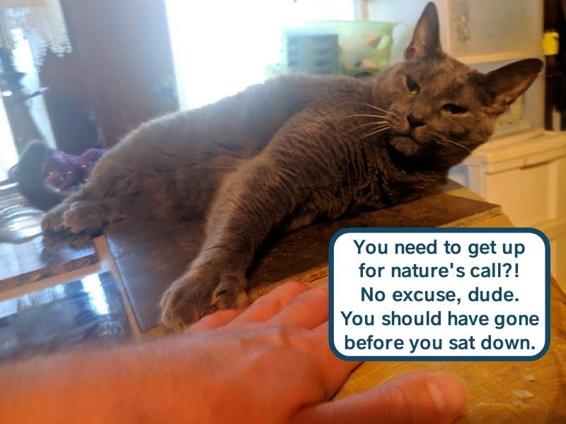 Too late now - Lolcats - lol | cat memes | funny cats | funny cat ...