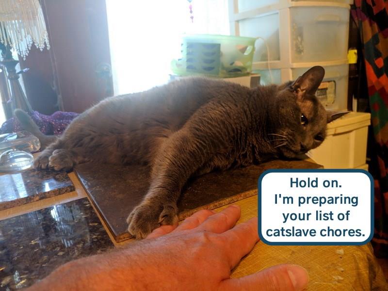 You leave only on my command - Lolcats - lol | cat memes | funny cats ...