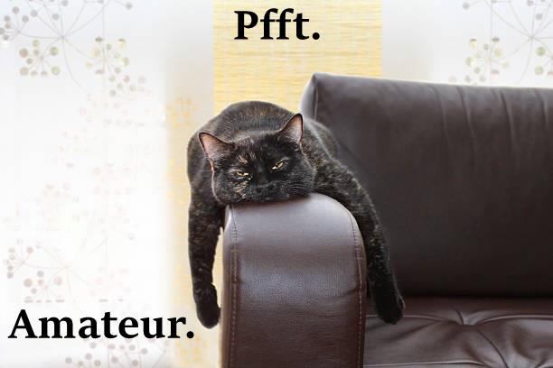 Pfft. Amateur. - Lolcats - lol | cat memes | funny cats | funny cat ...