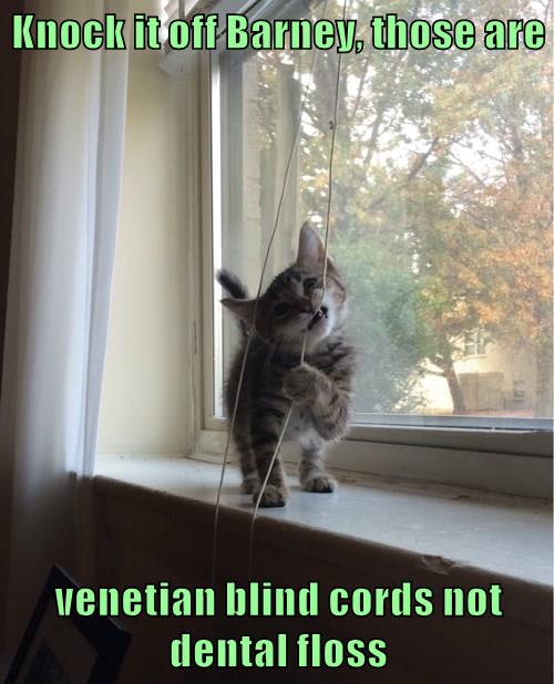 Dental floss - Lolcats - lol | cat memes | funny cats | funny cat ...