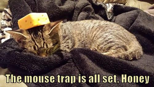 The purrfect mouse trap - I Can Has Cheezburger?