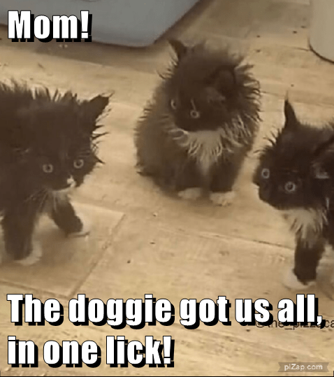 One lick! - Lolcats - lol | cat memes | funny cats | funny cat pictures ...