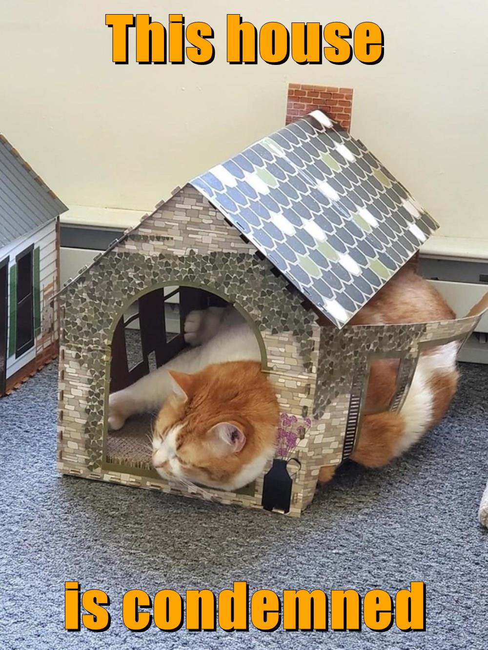Condemned - Lolcats - lol | cat memes | funny cats | funny cat pictures ...