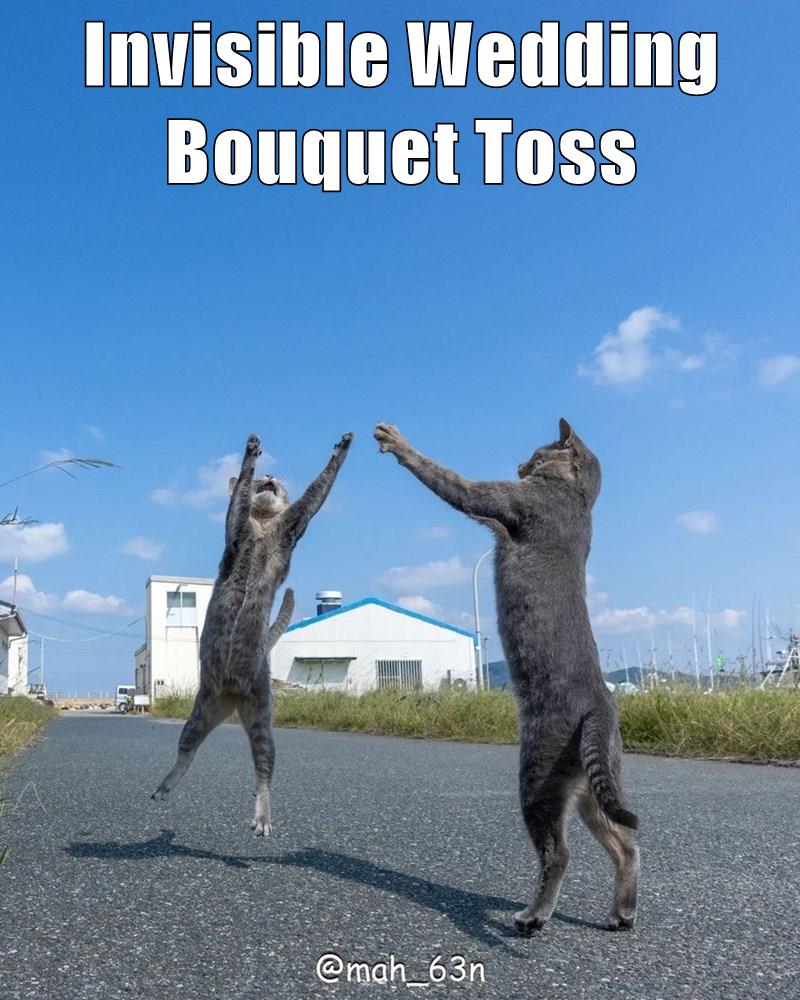 Invisible - Lolcats - lol | cat memes | funny cats | funny cat pictures ...