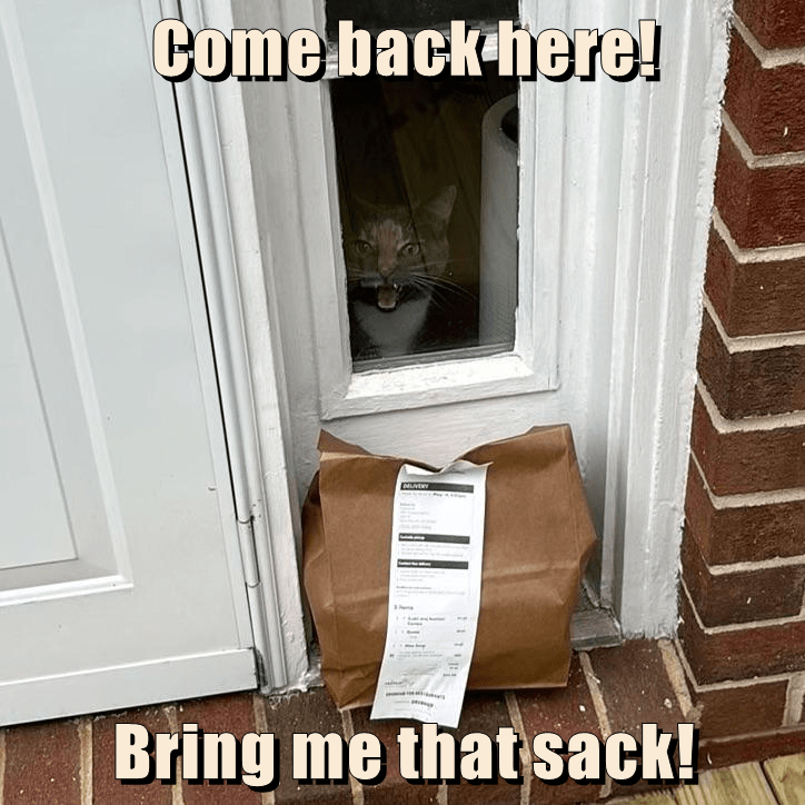 Come back here! - Lolcats - lol | cat memes | funny cats | funny cat ...