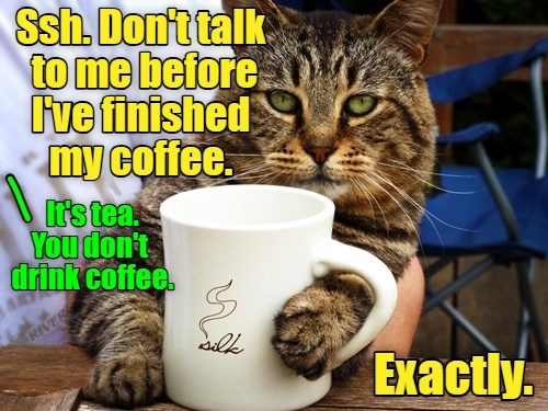 Do you understand yet? - Lolcats - lol | cat memes | funny cats | funny ...