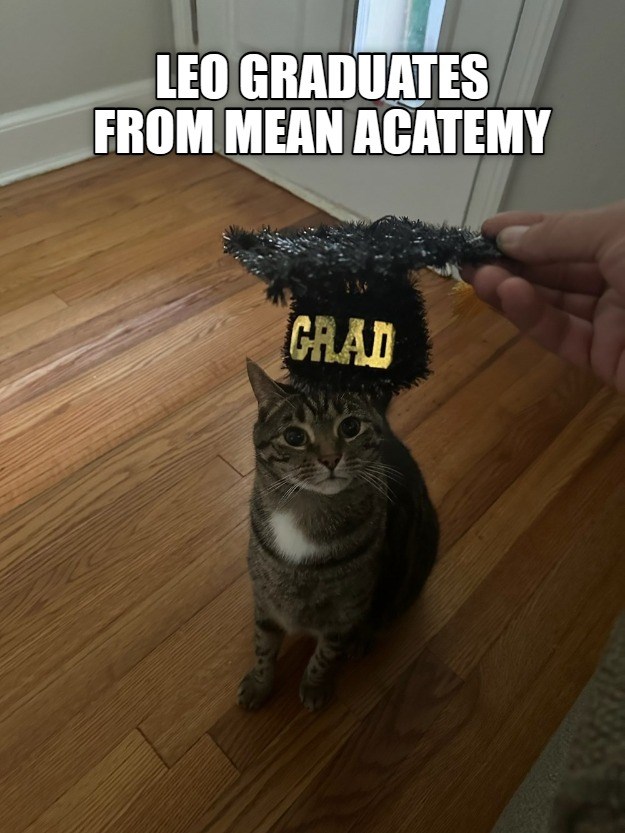 Graduated! - Lolcats - lol | cat memes | funny cats | funny cat ...