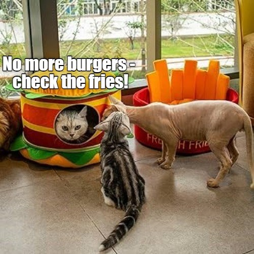 Check the fries - Lolcats - lol | cat memes | funny cats | funny cat ...