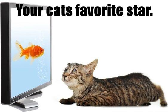 Your cats favorite star - Lolcats - lol | cat memes | funny cats ...