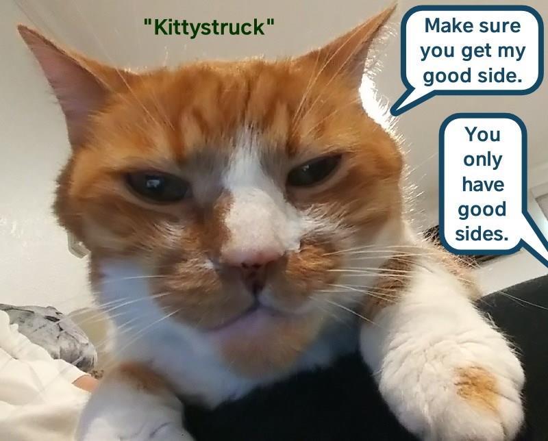 There's "starstruck," and there's - - Lolcats - lol | cat memes | funny ...