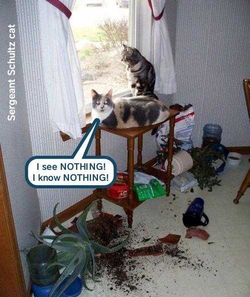 They're innocent! - Lolcats - lol | cat memes | funny cats | funny cat ...