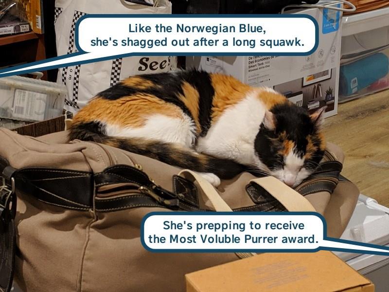 MVP cat - Lolcats - lol | cat memes | funny cats | funny cat pictures ...