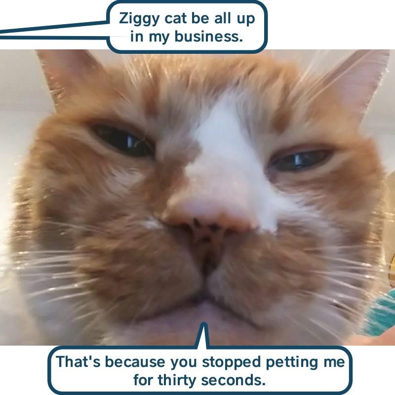 Invading purrsonal space - Lolcats - lol | cat memes | funny cats ...