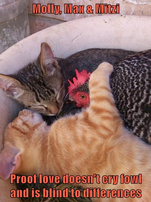 Love wins - Lolcats - lol | cat memes | funny cats | funny cat pictures ...