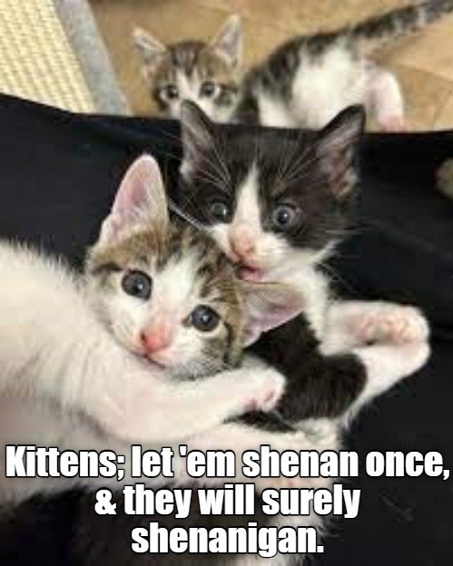 And again and again and... - Lolcats - lol | cat memes | funny cats ...