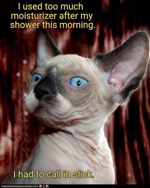 My job is slip, sliding away - Lolcats - lol | cat memes | funny cats ...