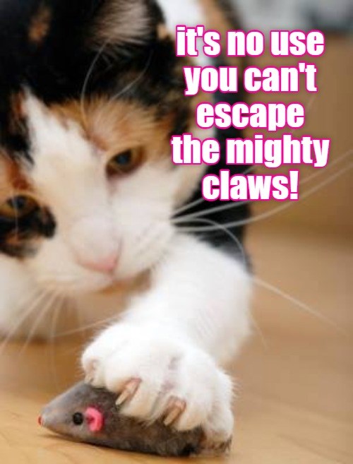 Too fierce - Lolcats - lol | cat memes | funny cats | funny cat ...