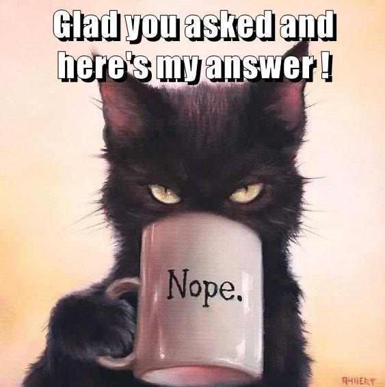 No matter what the question is - Lolcats - lol | cat memes | funny cats ...