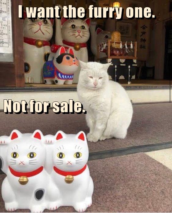 Aw - Lolcats - lol | cat memes | funny cats | funny cat pictures with ...