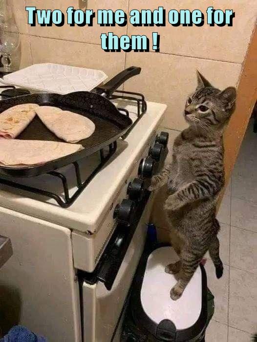 Two for me and one for them! - Lolcats - lol | cat memes | funny cats ...