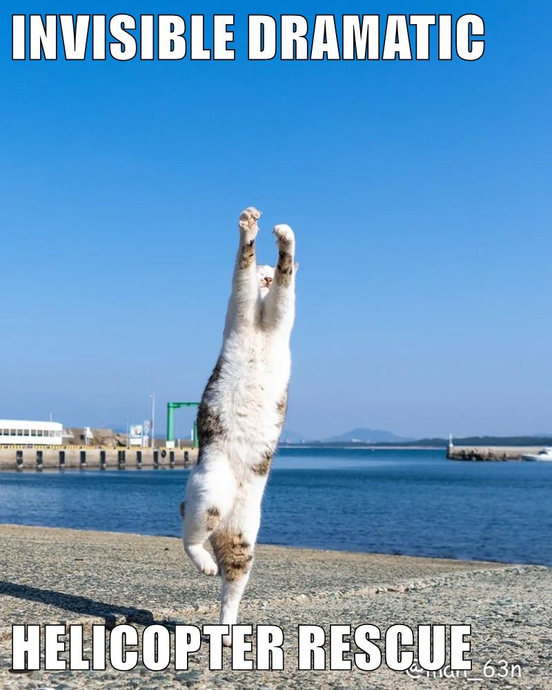 The drama - Lolcats - lol | cat memes | funny cats | funny cat pictures ...