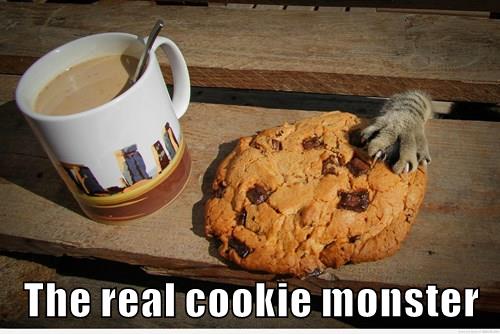 The real cookie monster - Lolcats - lol | cat memes | funny cats | funny cat pictures with words ...