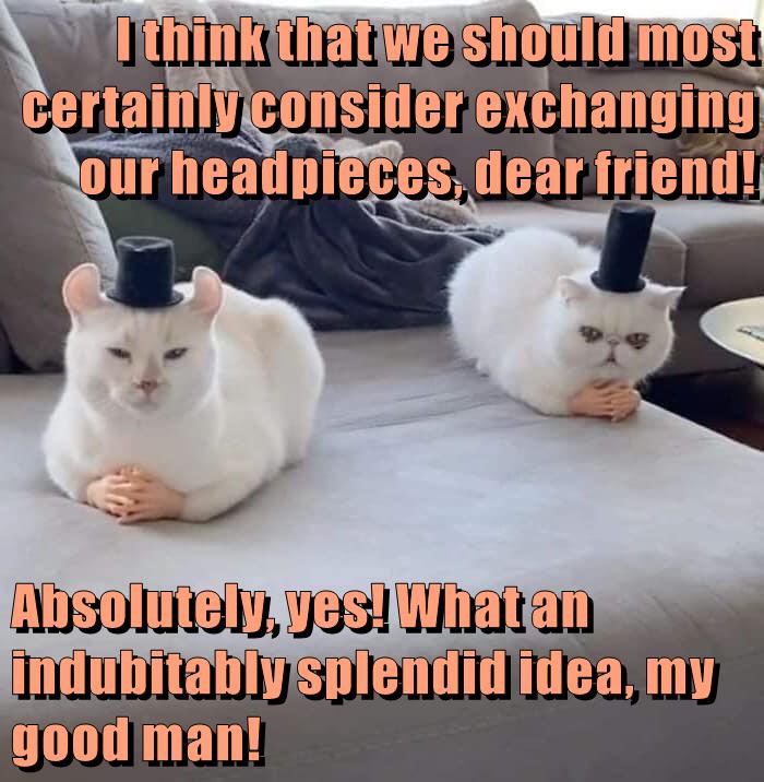 Splendid - Lolcats - lol | cat memes | funny cats | funny cat pictures ...