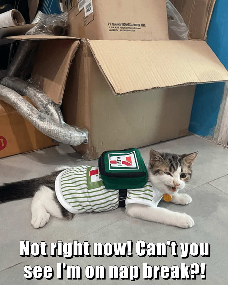 Nap break - Lolcats - lol | cat memes | funny cats | funny cat pictures ...