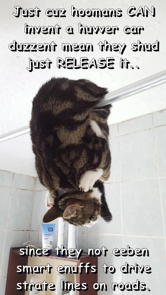 Can but shouldn't - Lolcats - lol | cat memes | funny cats | funny cat ...