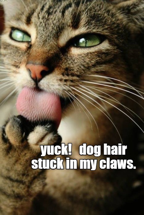 Yuck - Lolcats - lol | cat memes | funny cats | funny cat pictures with ...