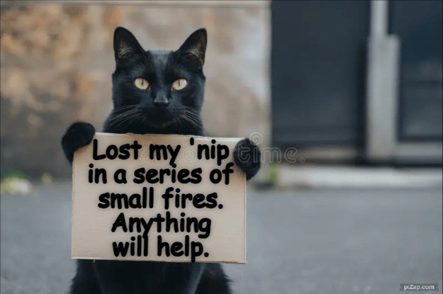 Panhandler Cat handles the pandering - Lolcats - lol | cat memes ...