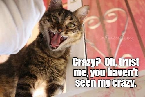 Crazy - Lolcats - lol | cat memes | funny cats | funny cat pictures ...