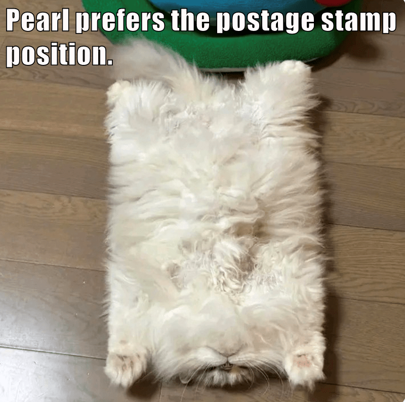 Purrfect rectangle - Lolcats - lol | cat memes | funny cats | funny cat ...