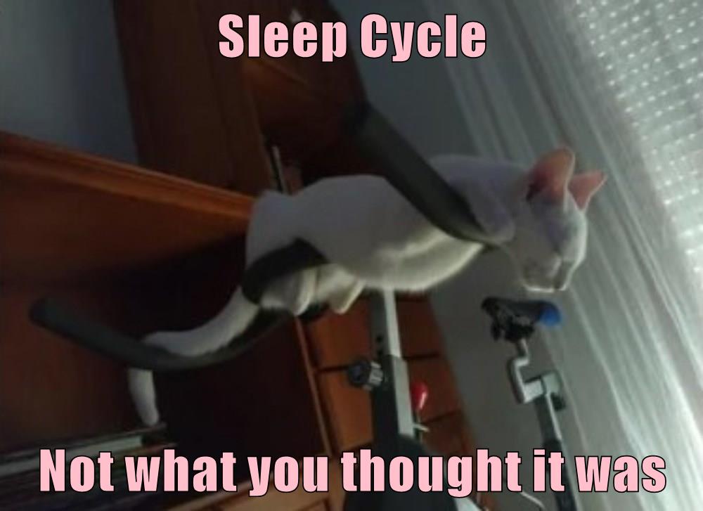 Sleep cycle - Lolcats - lol | cat memes | funny cats | funny cat ...