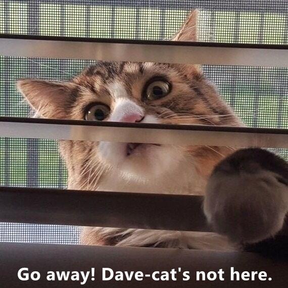 Go away! - Lolcats - lol | cat memes | funny cats | funny cat pictures ...