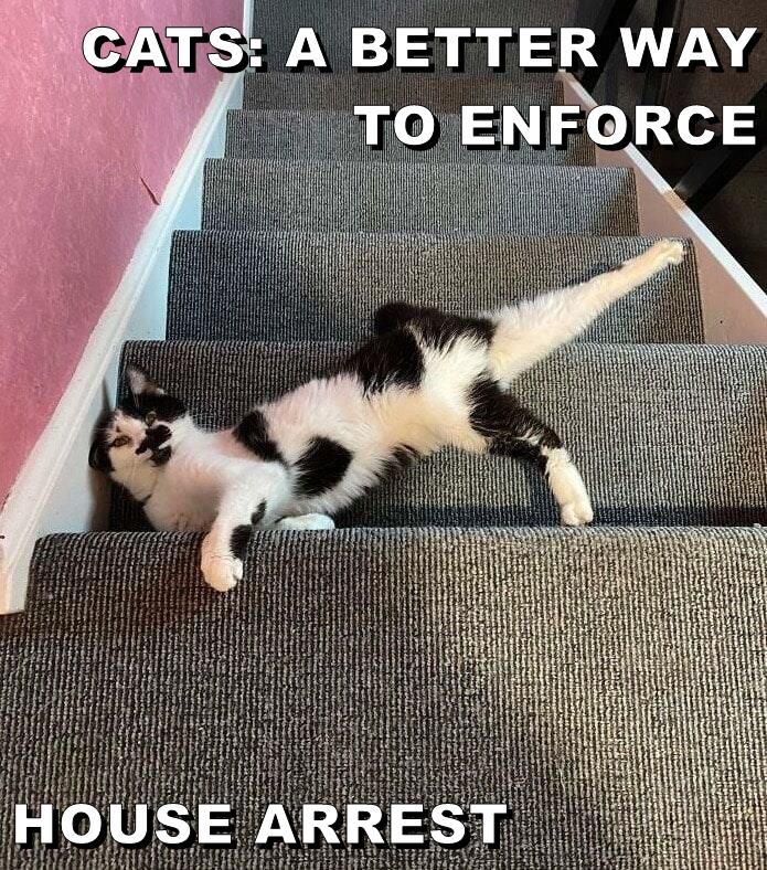 House arrest - Lolcats - lol | cat memes | funny cats | funny cat ...